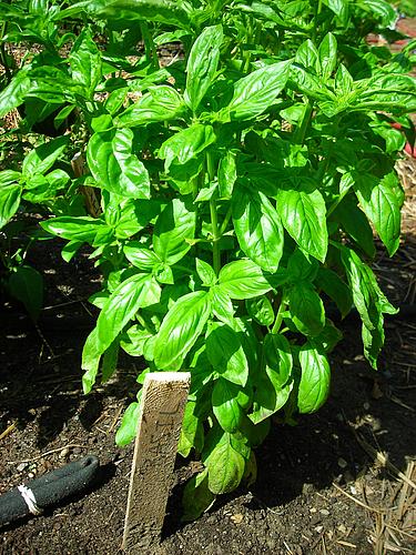 Jolly Garden – Gardens and Growing Spaces | Kalamazoo College