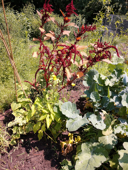 Jolly Garden – Gardens and Growing Spaces | Kalamazoo College